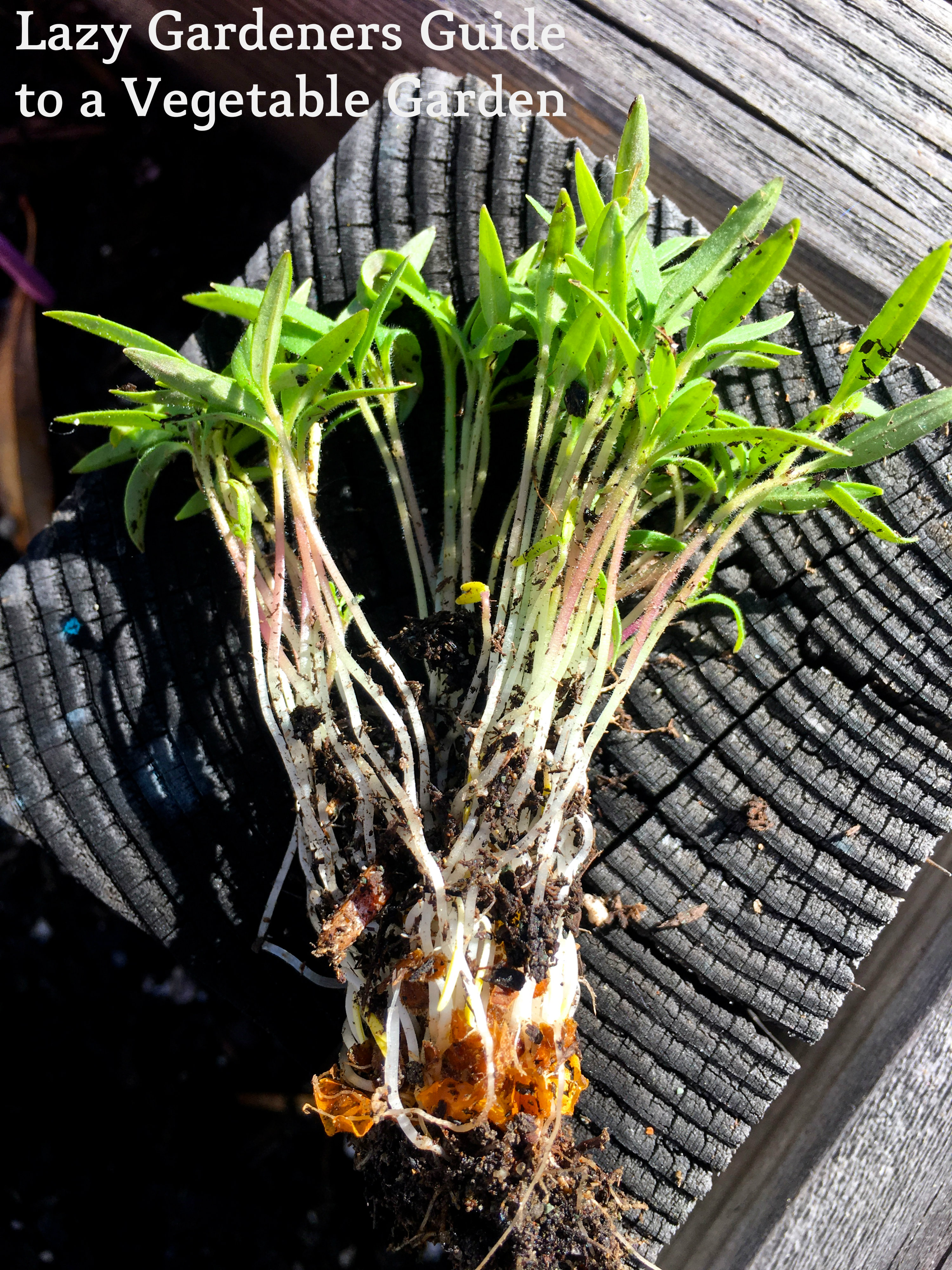 Lazy Gardeners Planting Guide – Wholly Cupcake!